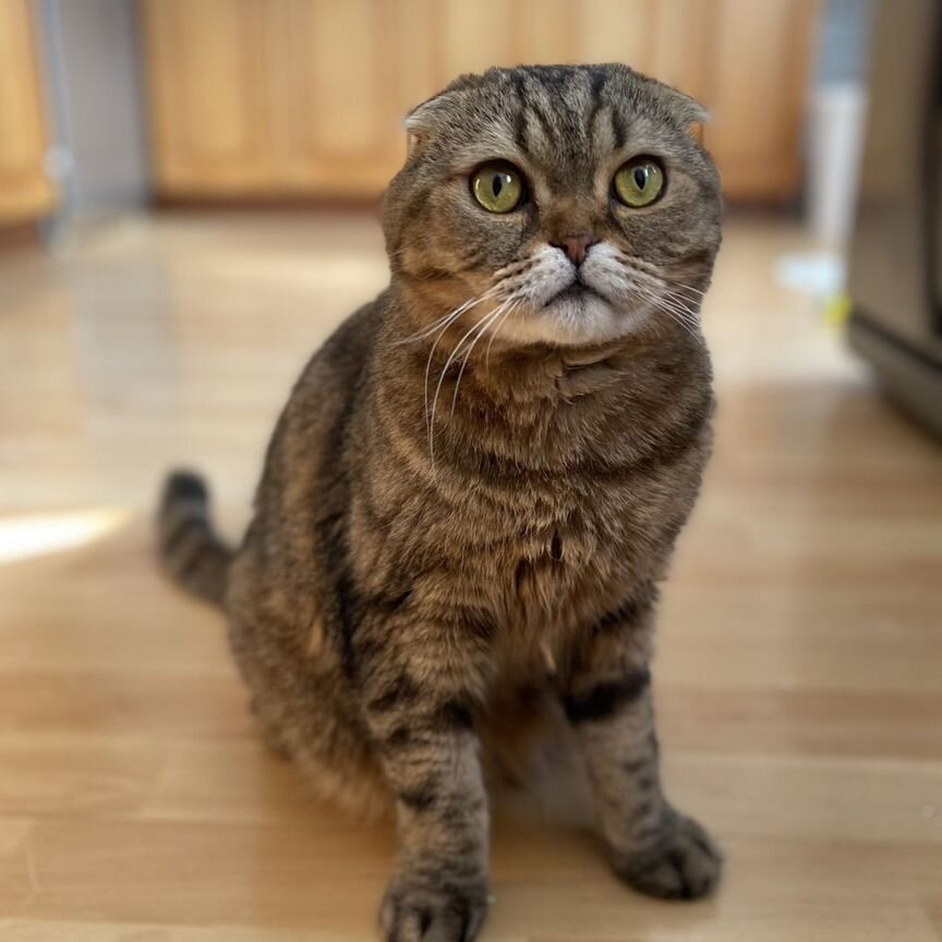 Шотландский вислоухий кот