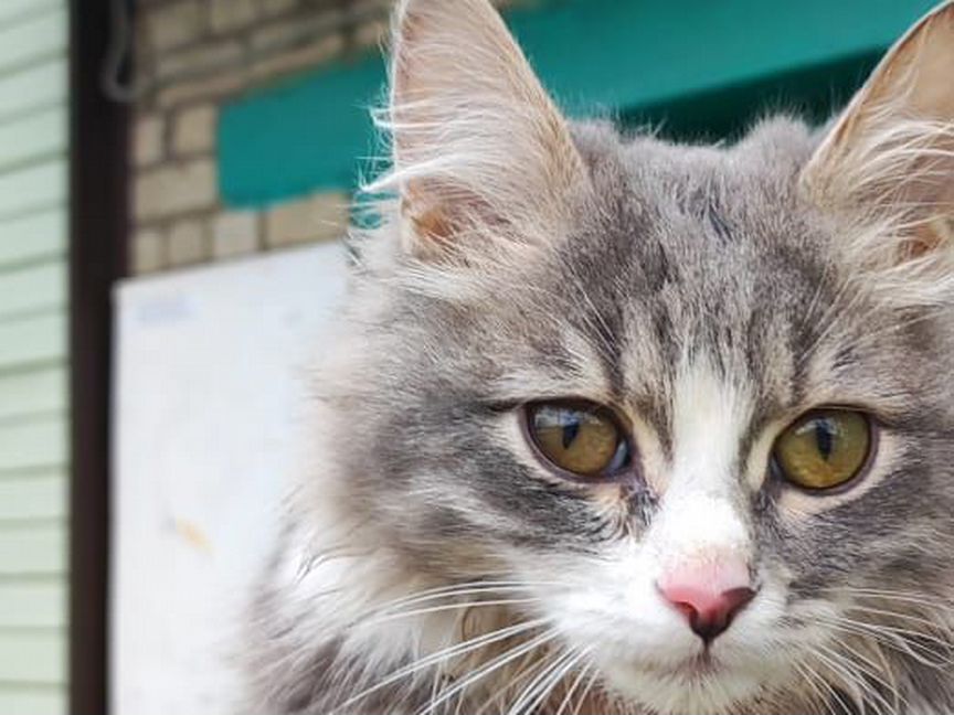 Кот в добрые руки, Галя Елис