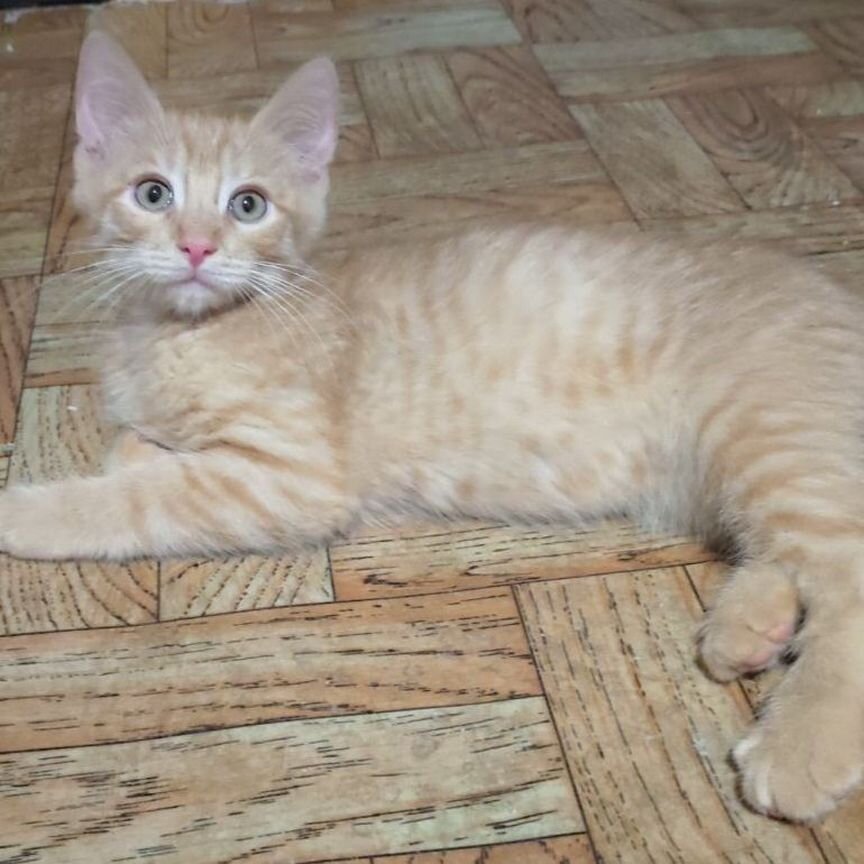 Тимка, 4 мес. В добрые руки