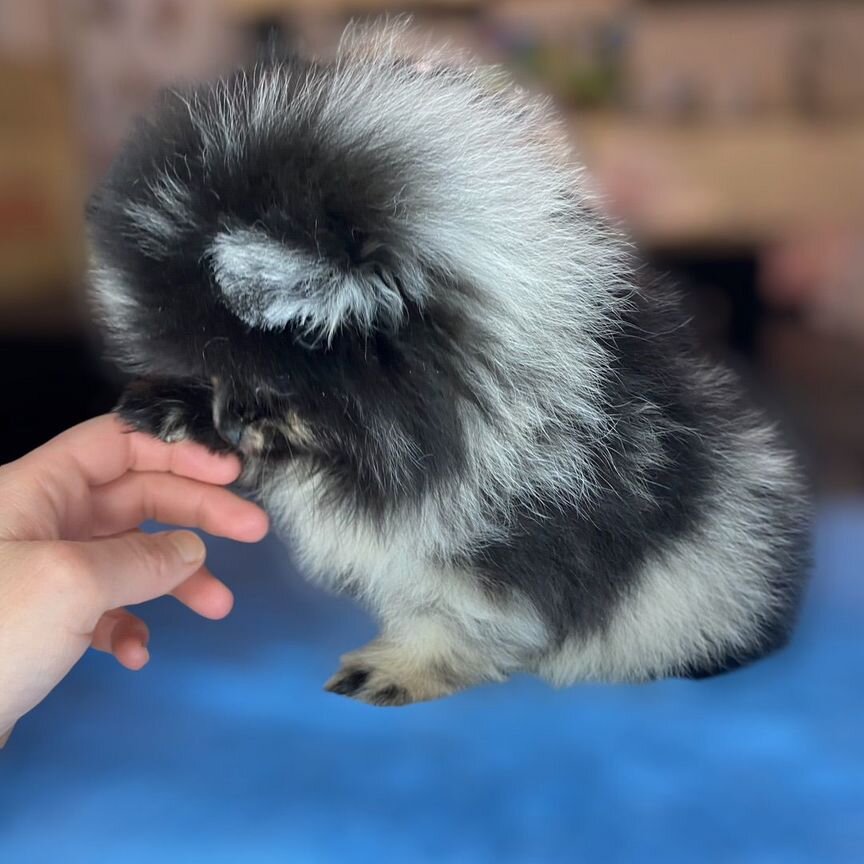 Померанский шпиц мишка от чемпиона с док