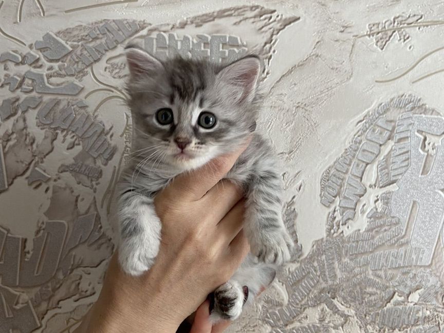 Котята в добрые руки. 2 мальчика и 3 девочки
