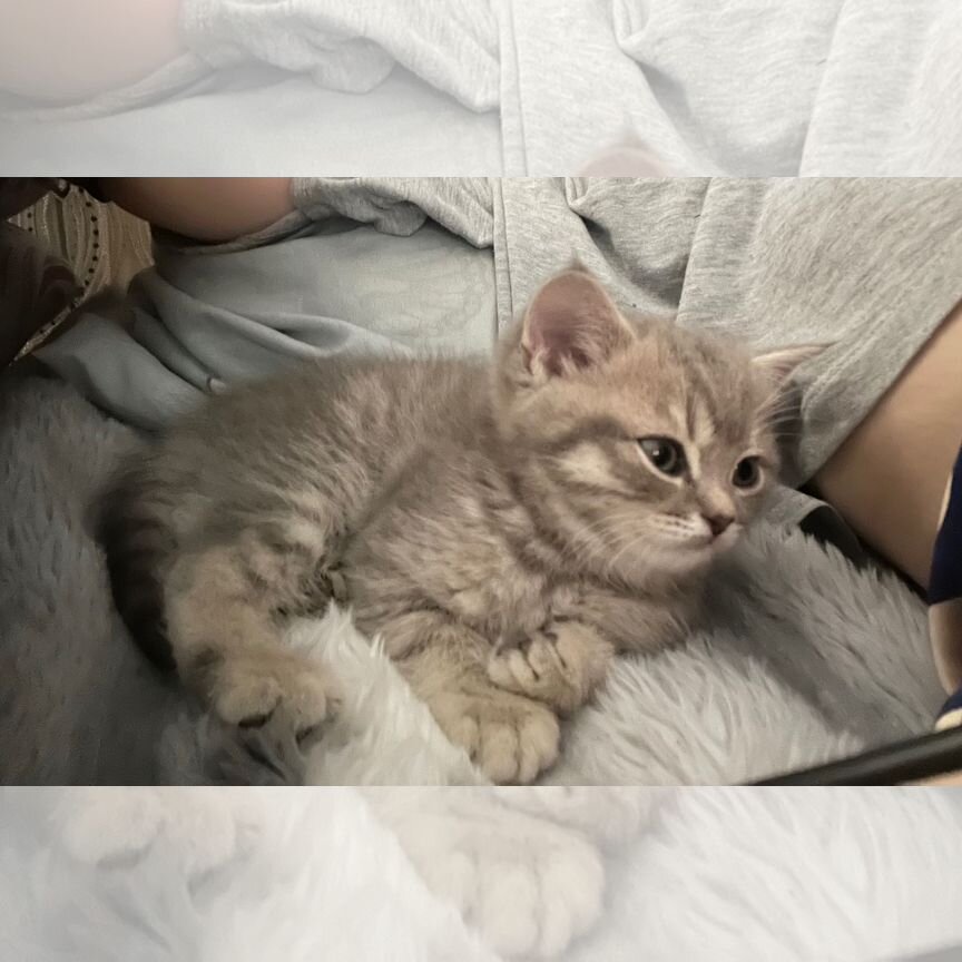 Шотландский прямоухий короткошёрстный котёнок