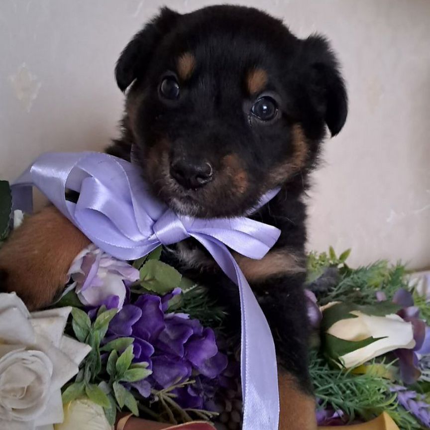 Щенок ищет дом