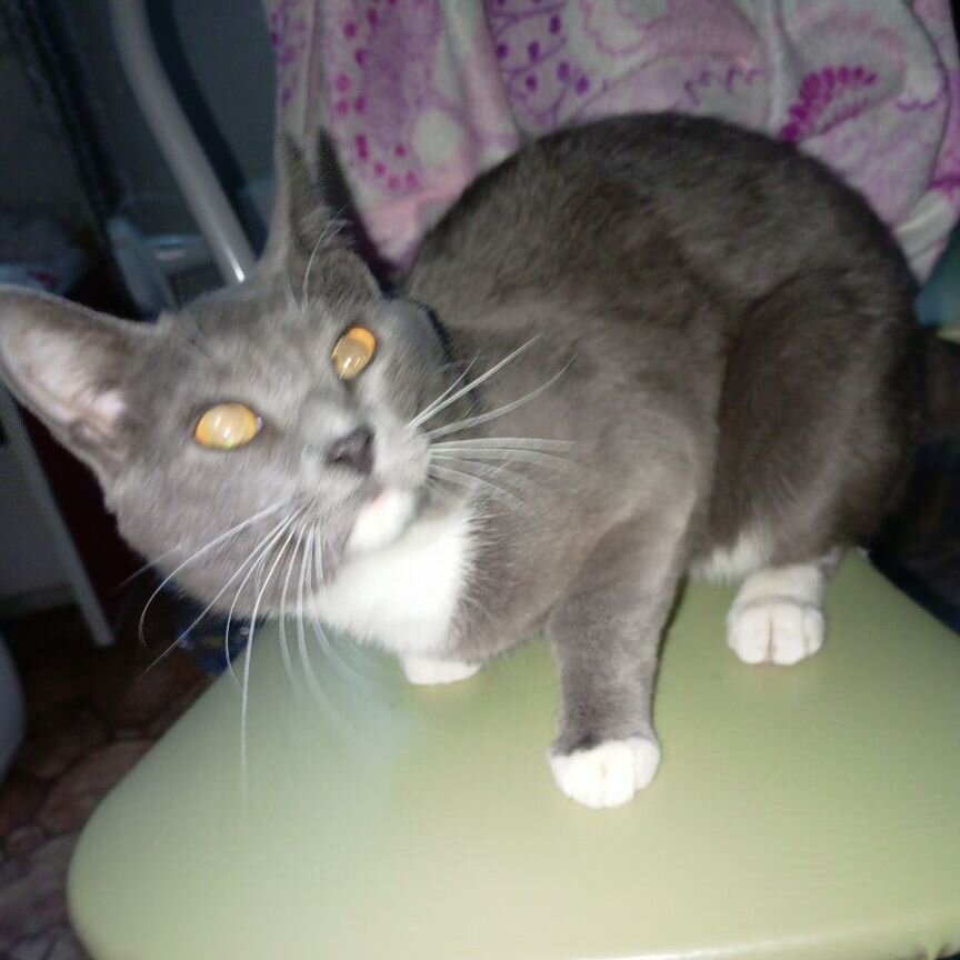 Русский голубой котёнок