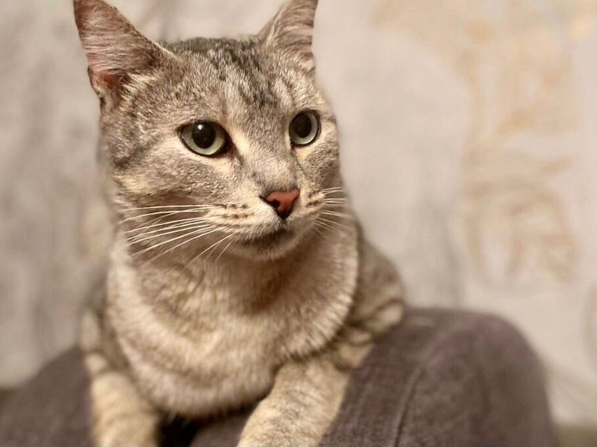 Крупный красивый полосатый котик