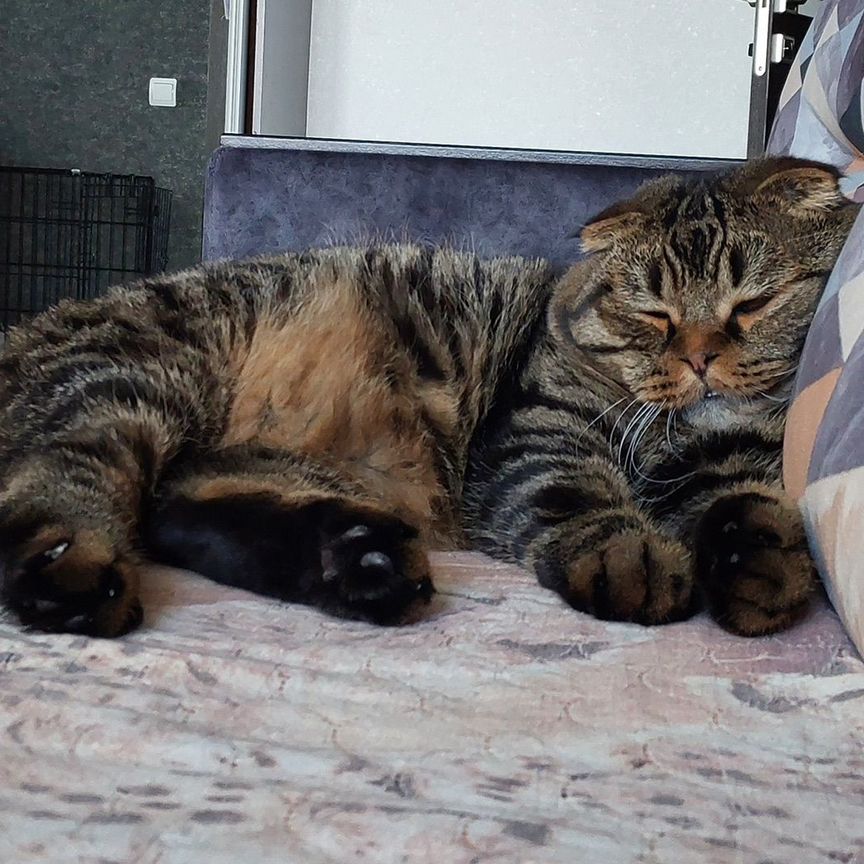 Отдам Шотландский веслоухий кот