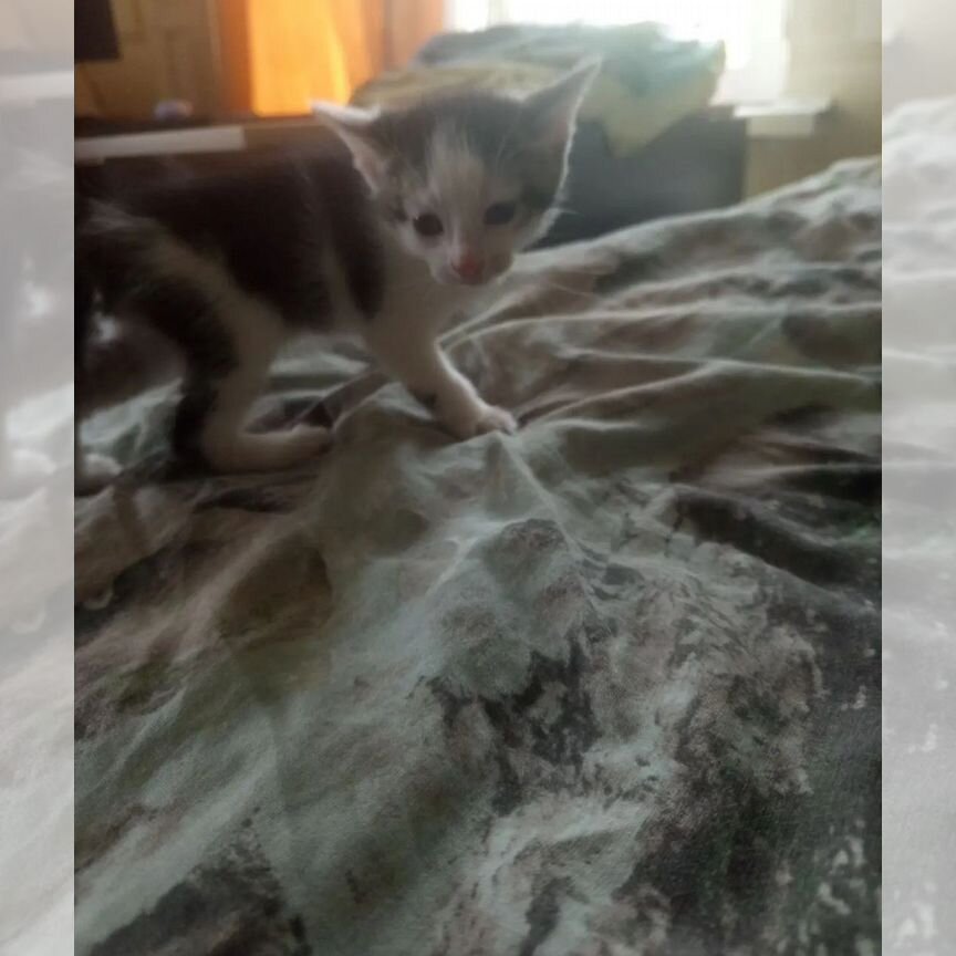 Котёнок в добрые руки