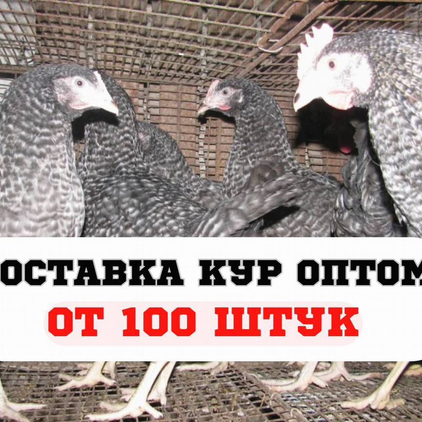 Куры несушки молодки только опт От 100шт