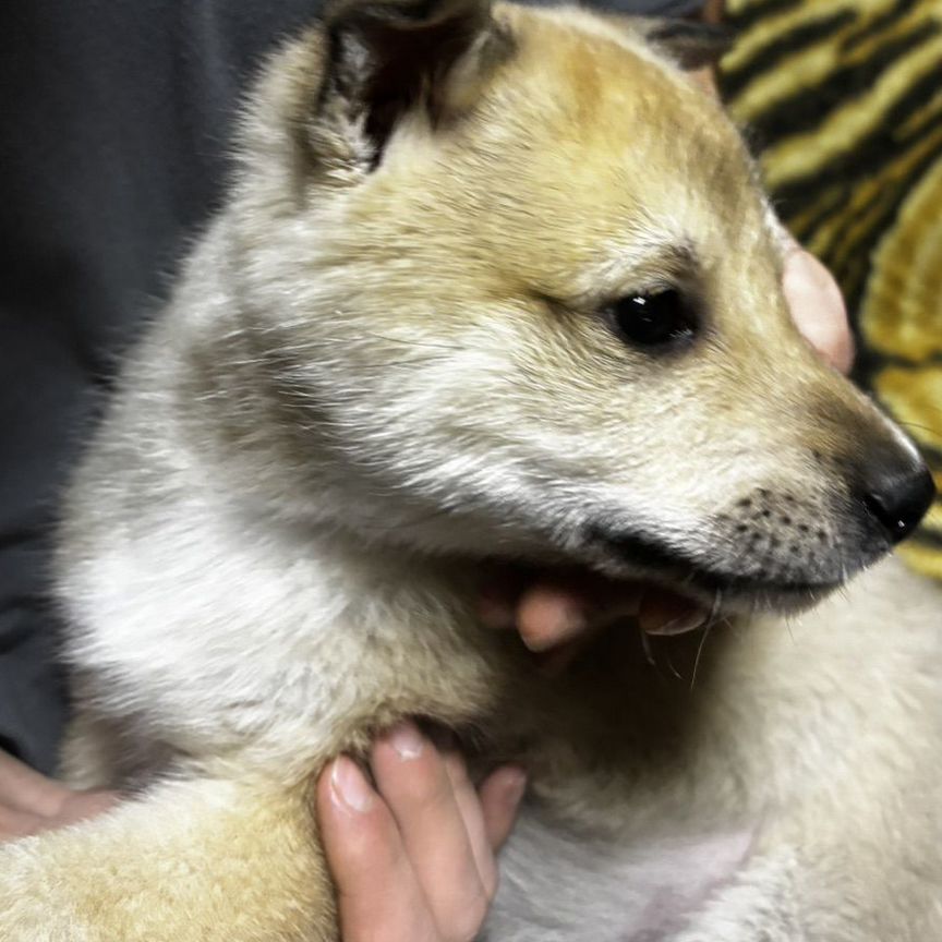 Лайка, щенок