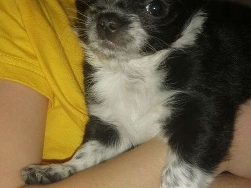 Щенки чихуахуа длинношерстные