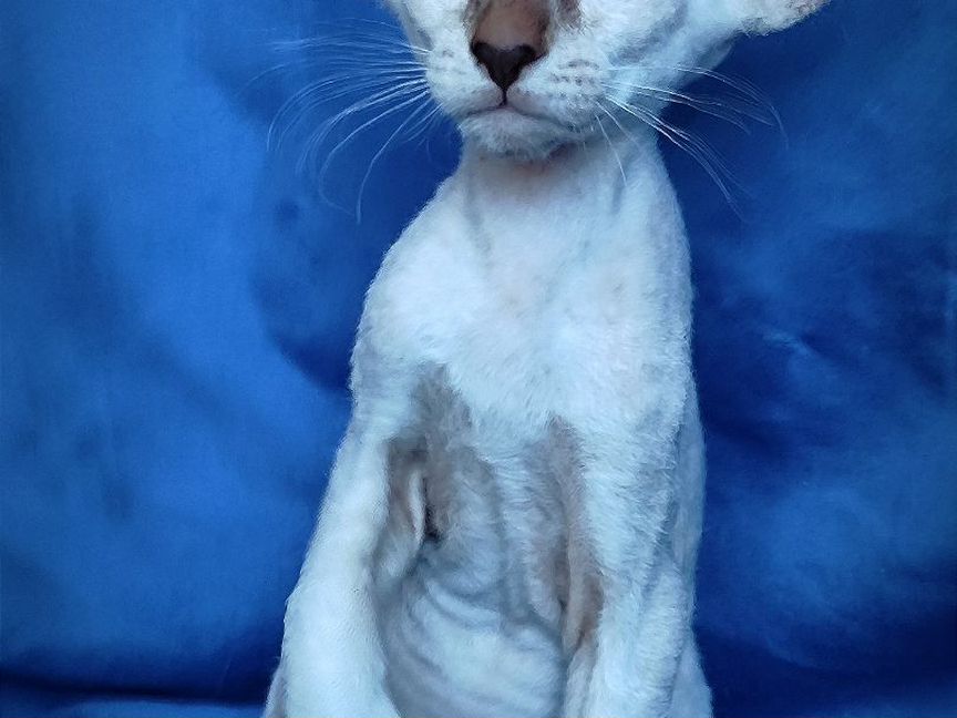 Кошка петерболд