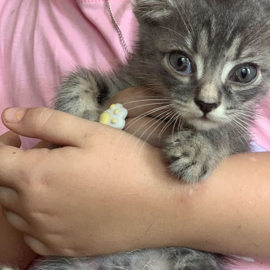 Шотландская прямоухая