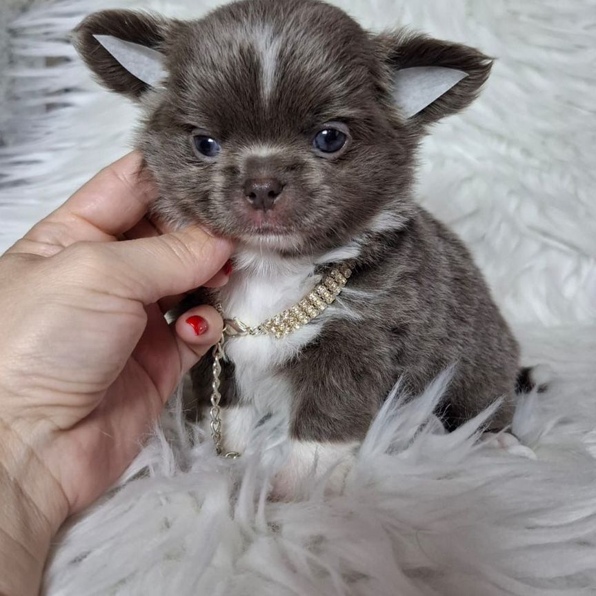 Чихуахуа, щенок