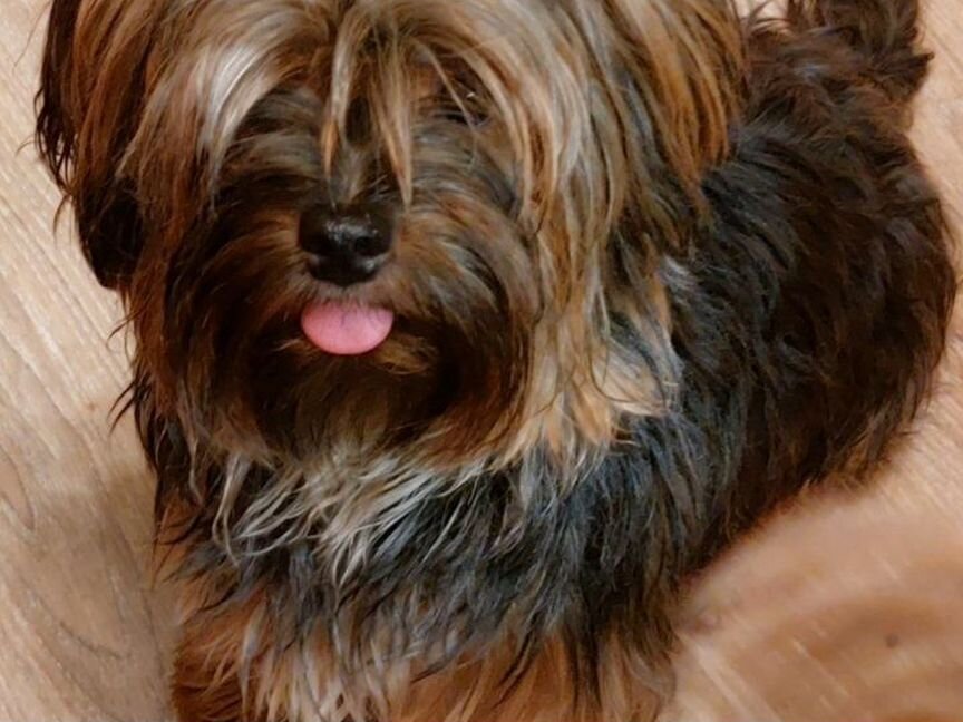 Йоркширский терьер сука 5 лет