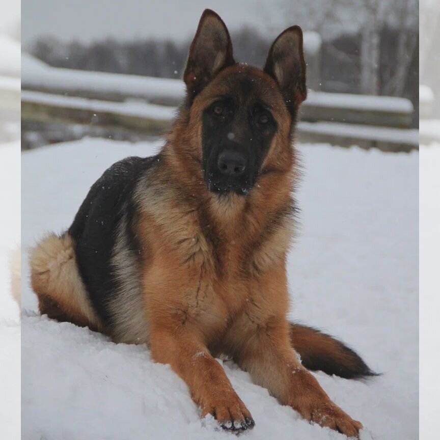 Немецкая овчарка, щенок