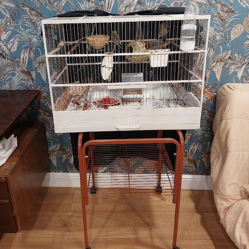 Певчие лесные птицы