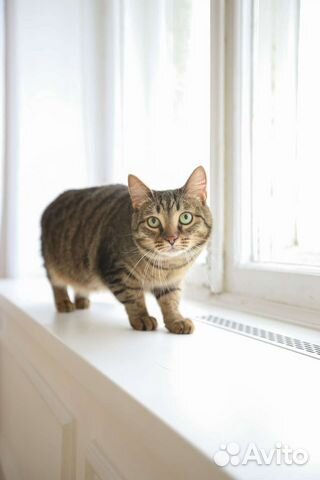 Кот камышового окраса