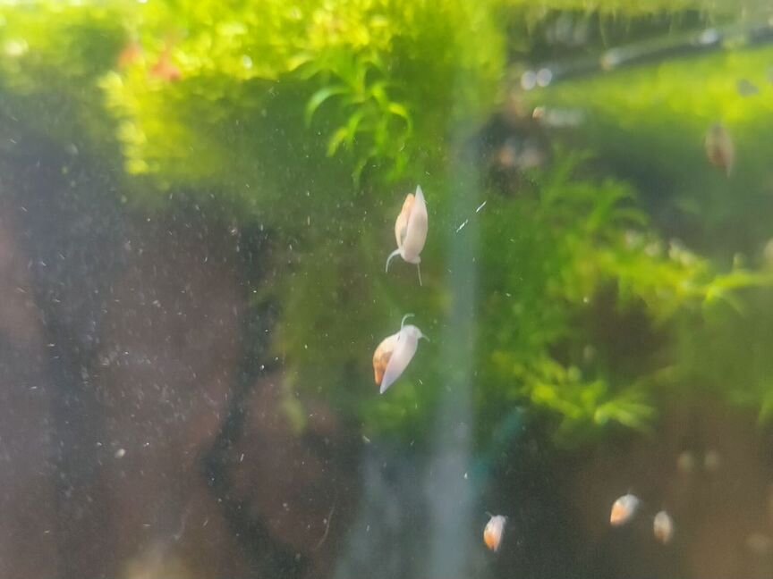 Улитка Покемон