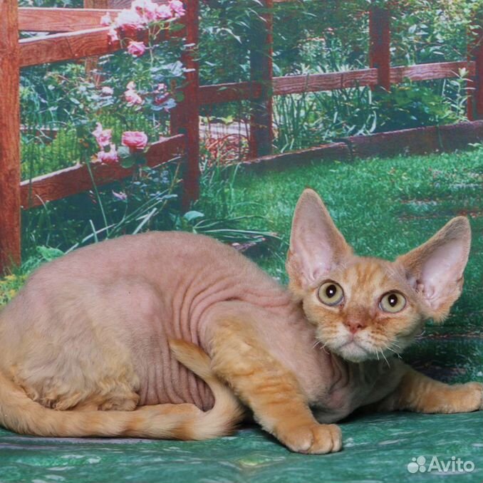 Мальчик рыжик девон рекс