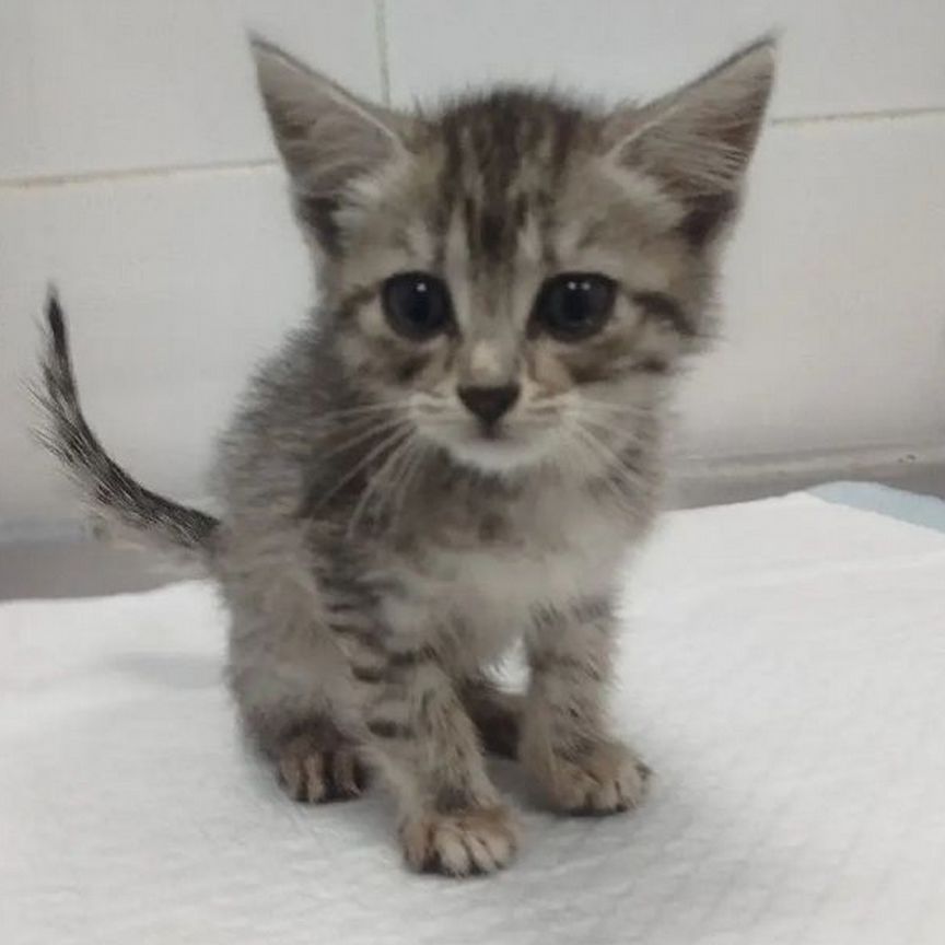 Котёнок в добрые руки