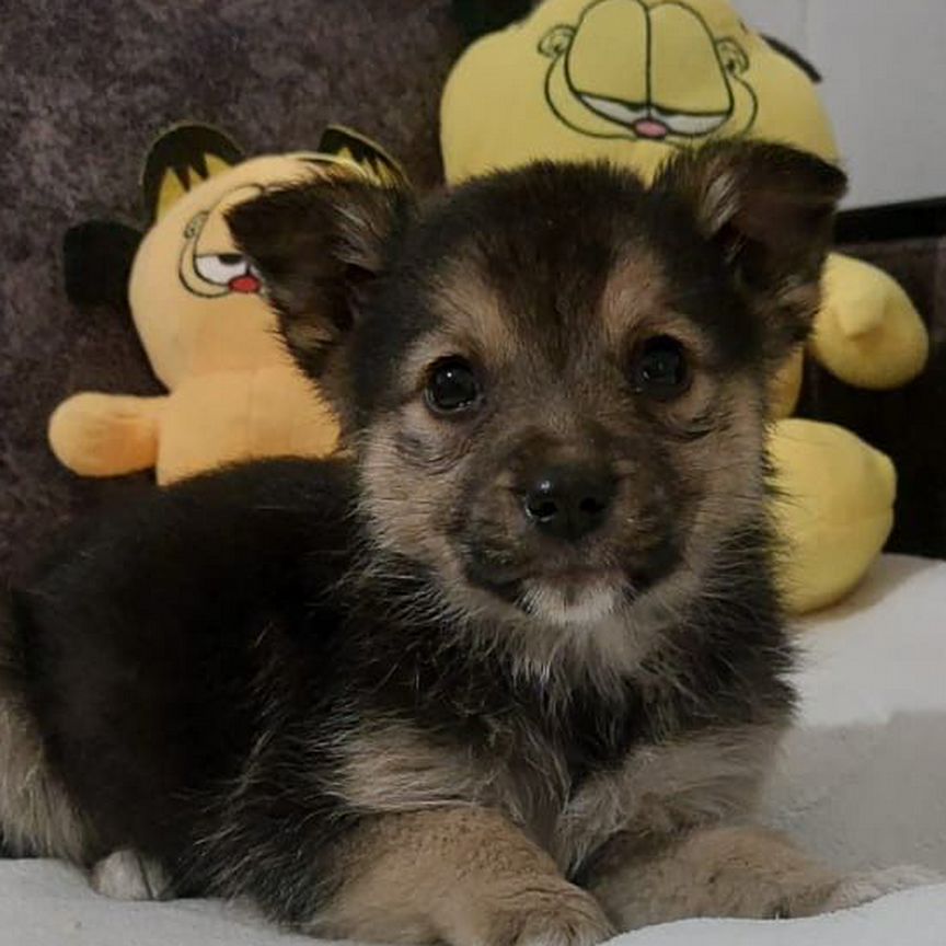 Щенок в добрые руки