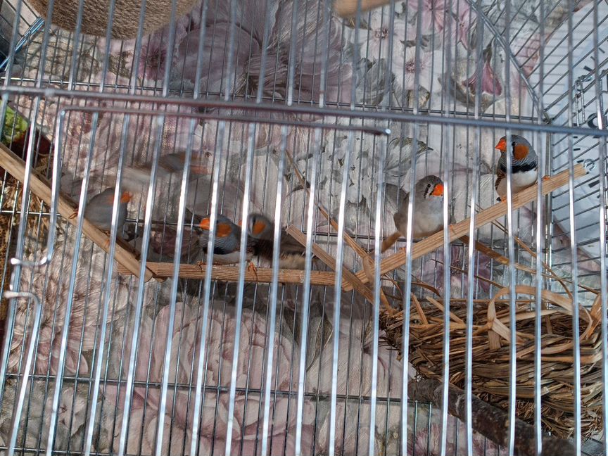 Амадины птицы