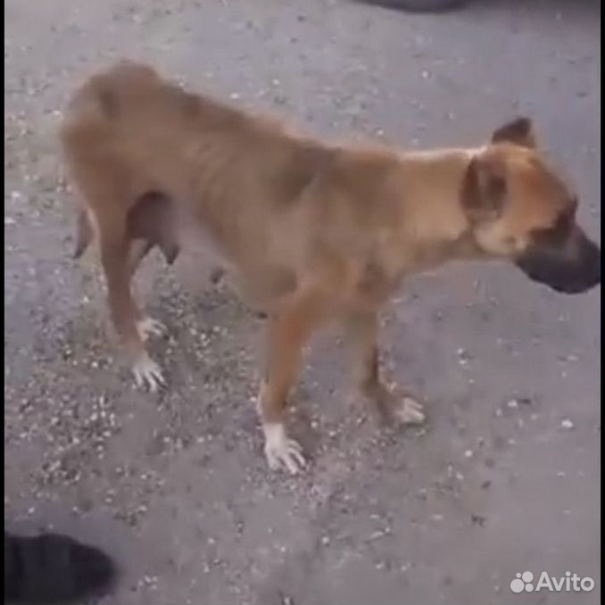 Собака истощённая