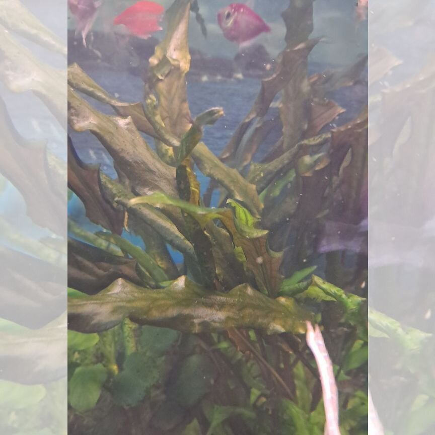 Прополка аквариумной травы