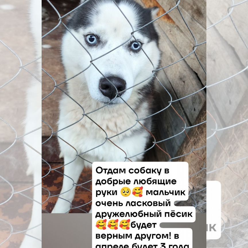 Взрослый пёс в добрые руки