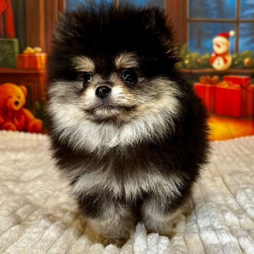 Померанский шпиц, щенок