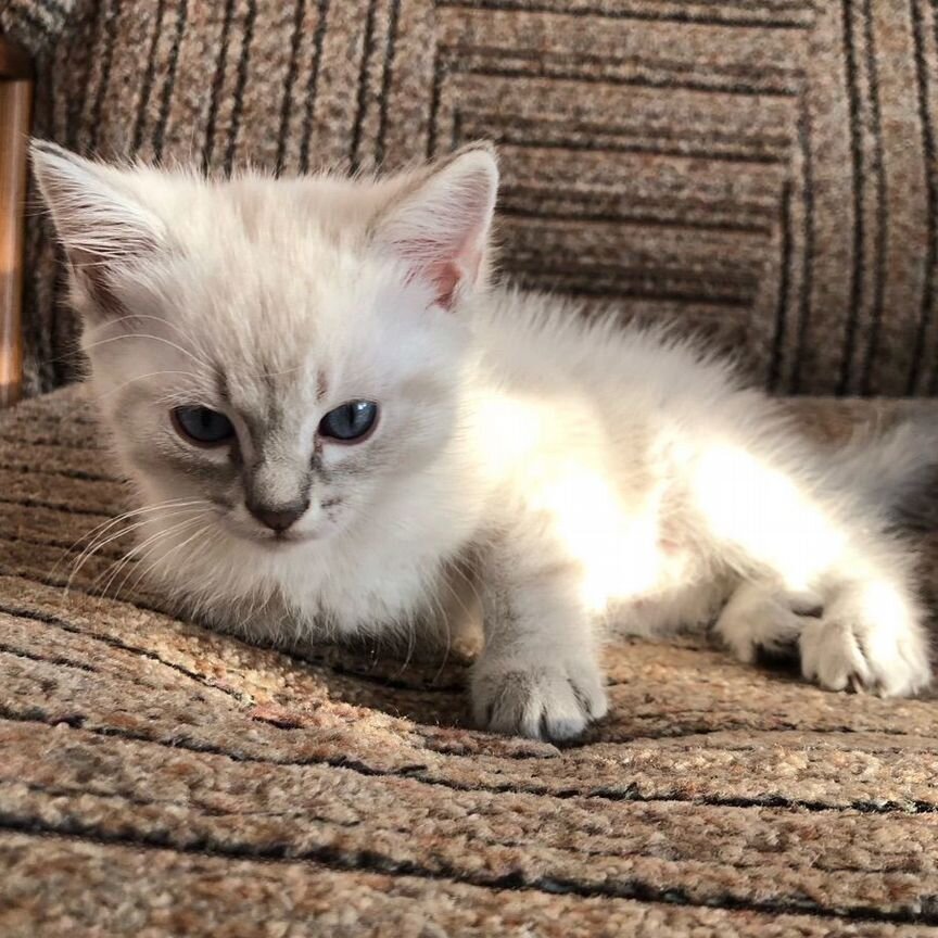 Отдам даром котенка