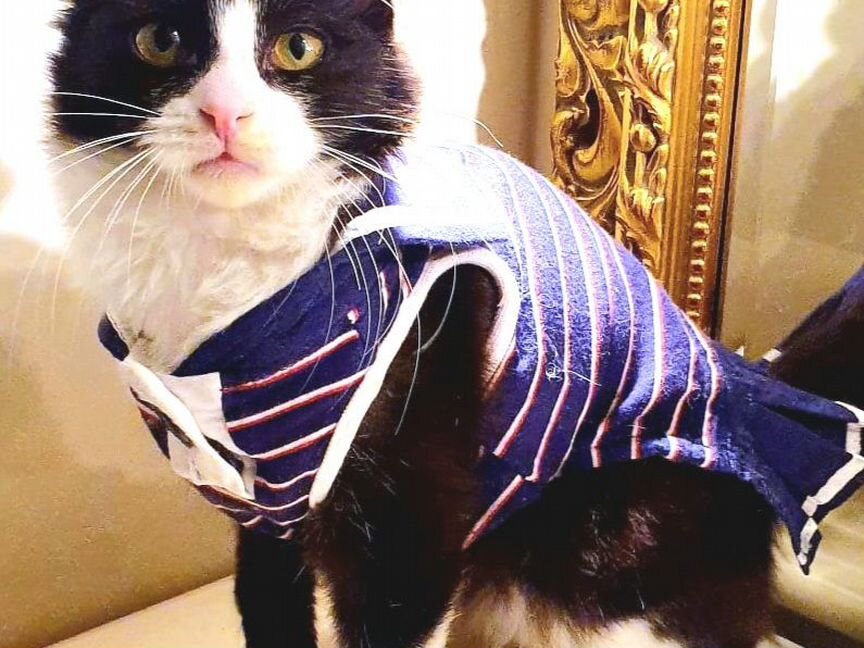 Ласковая девочка, котенок