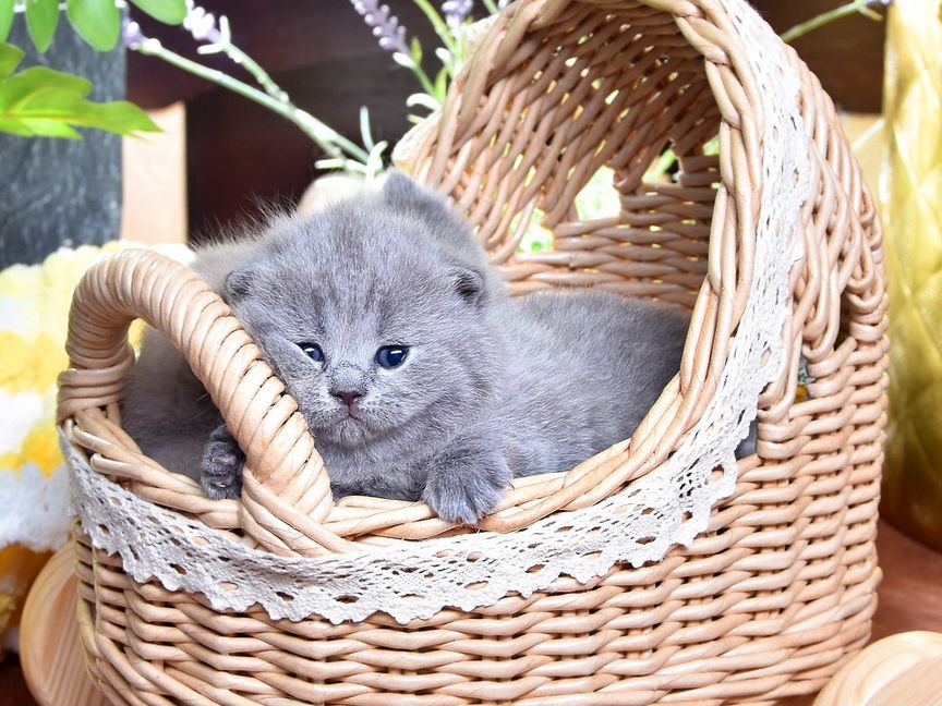 Британские котята