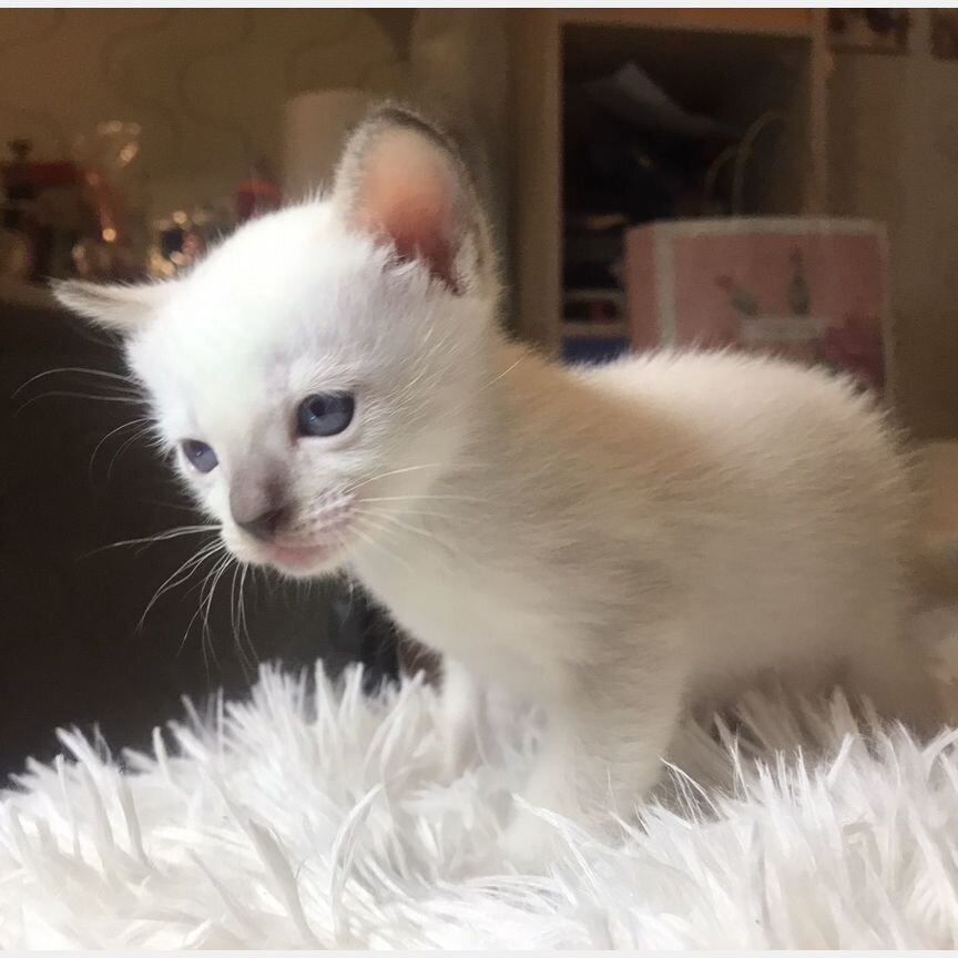 Тайский кот