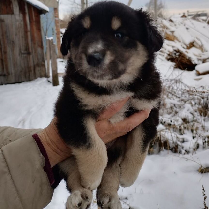 Бим