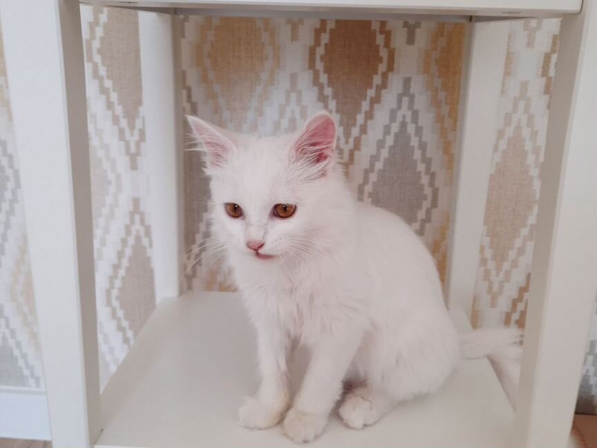 Котенок Снежка