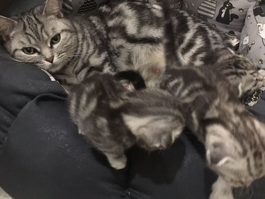 Скоттиш страйт котята