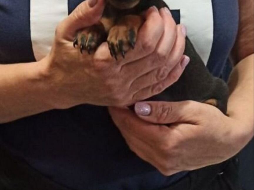 Цвергпинчер