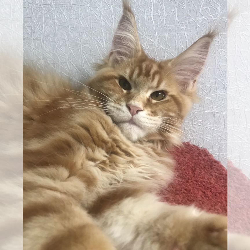Кот мейнкун в брид (в разведение)