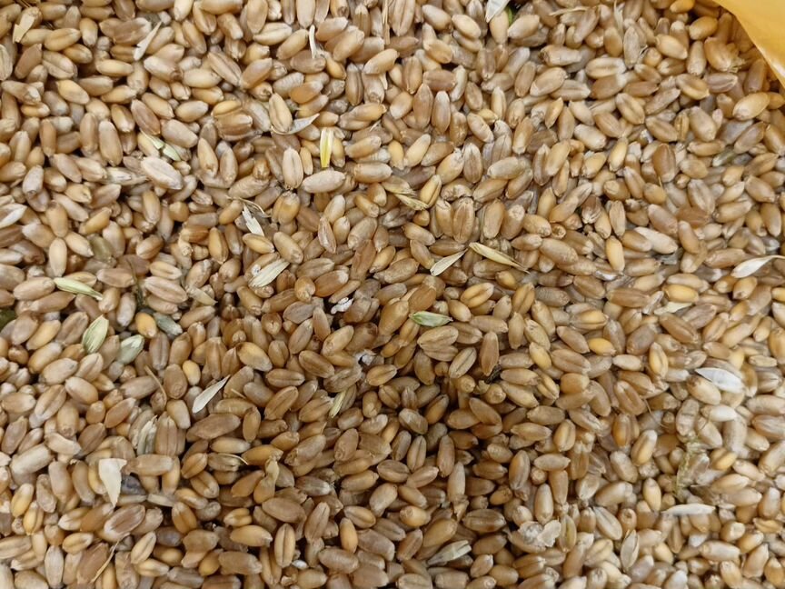 Продаю пшеницу, ячмень, горох, овес