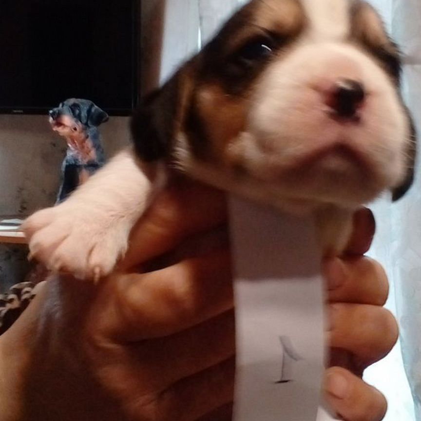 Бигль, щенок