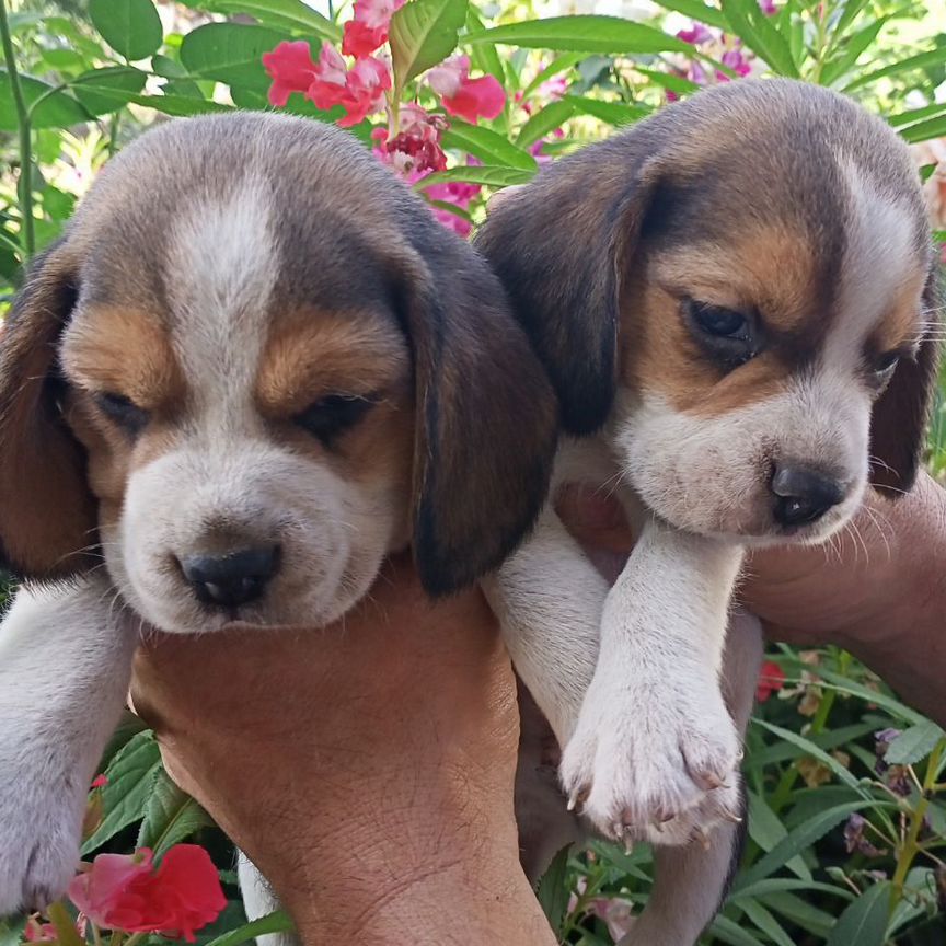 Щенки бигль