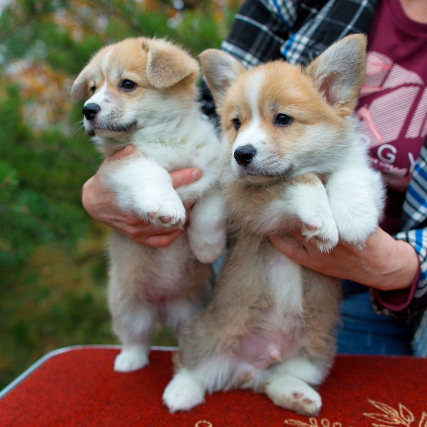 Булочки коржата