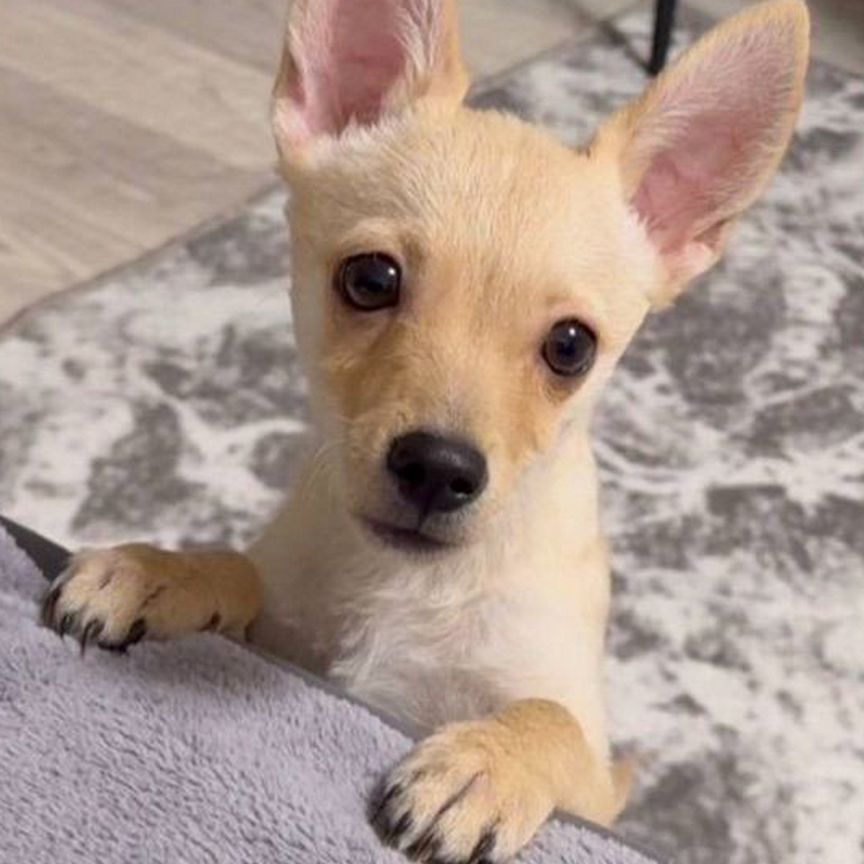 Русский той-терьер, щенок