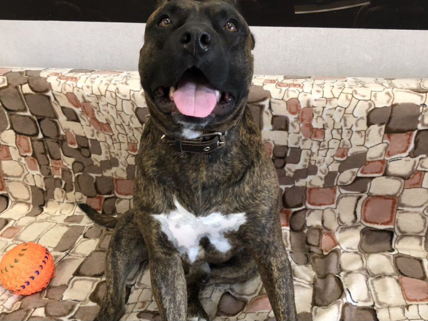 Стаффорд для вязки