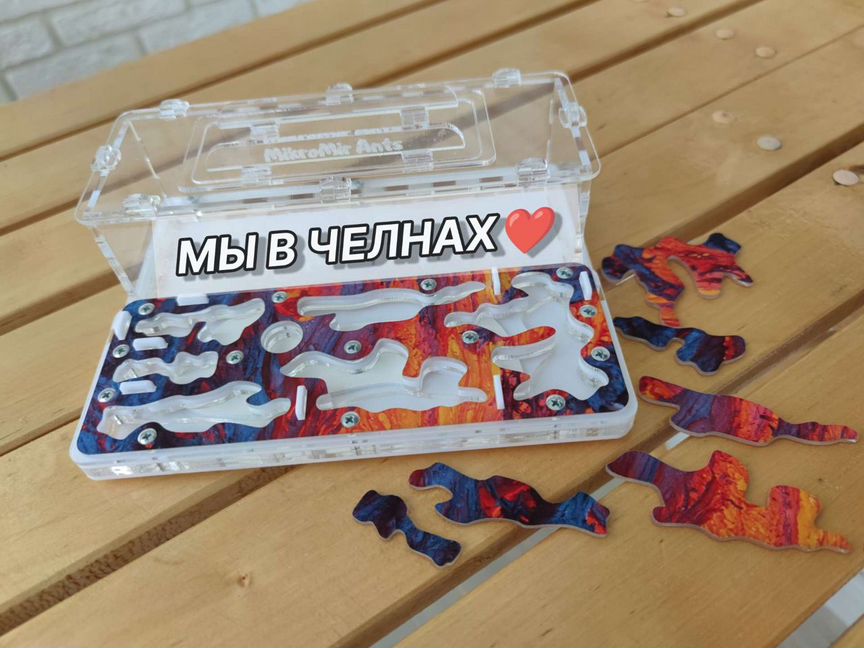 Муравьиная ферма (в Челнах Формикарий, муравьи)