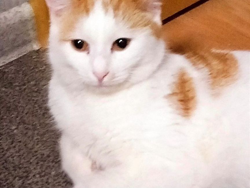 Солнечный котик на счастье в дом
