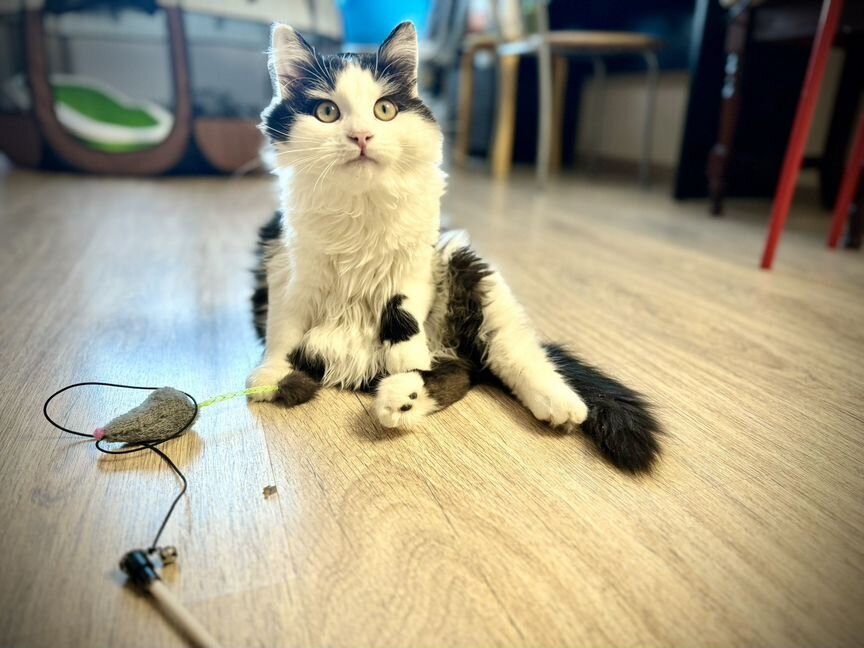 Котята в добрые руки, приучены к лотку