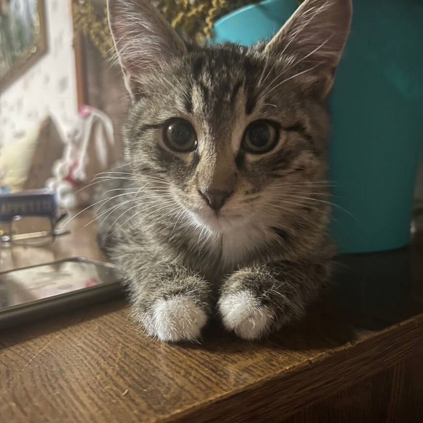 Котенок мальчик