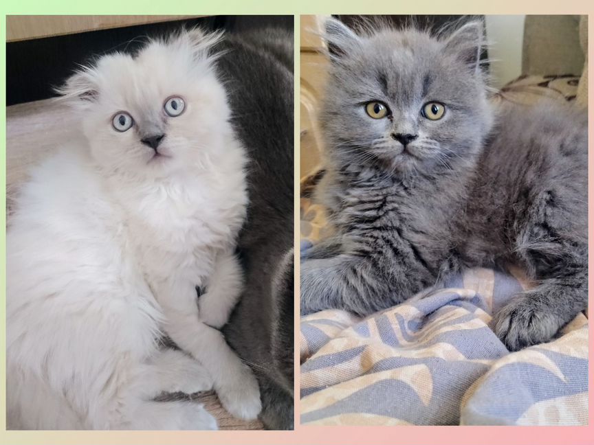 Котята-шотландцы